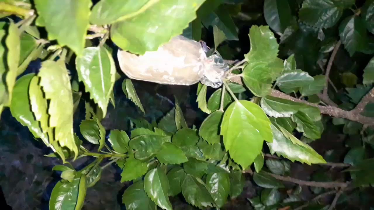 Joba tree kalam - YouTube