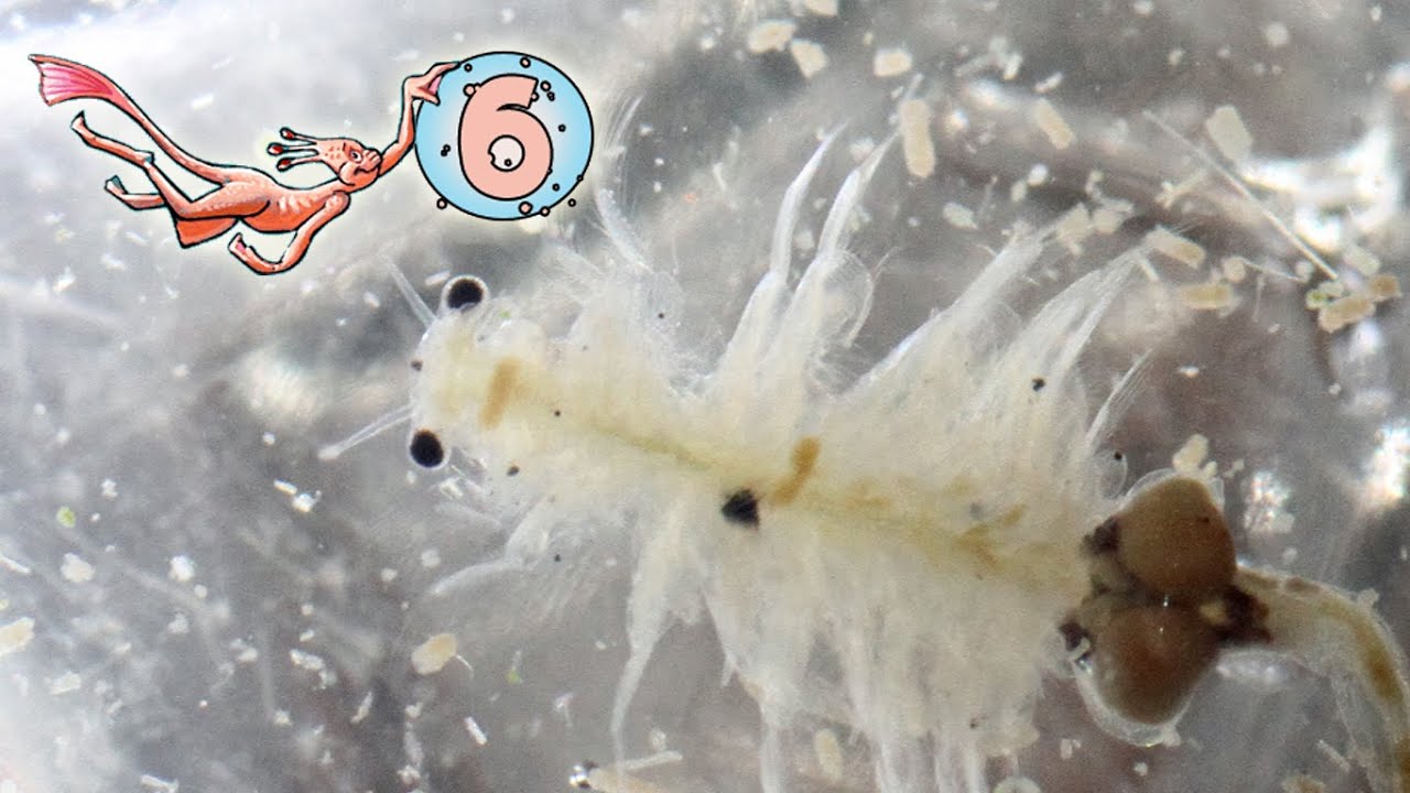 SECRETS & TRAGEDIES | Seamonkeys Ep 6 - YouTube