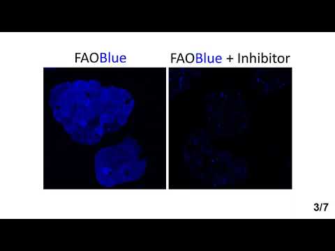 FAO Blue (Fatty Acid Oxidation Detection Reagent) - YouTube