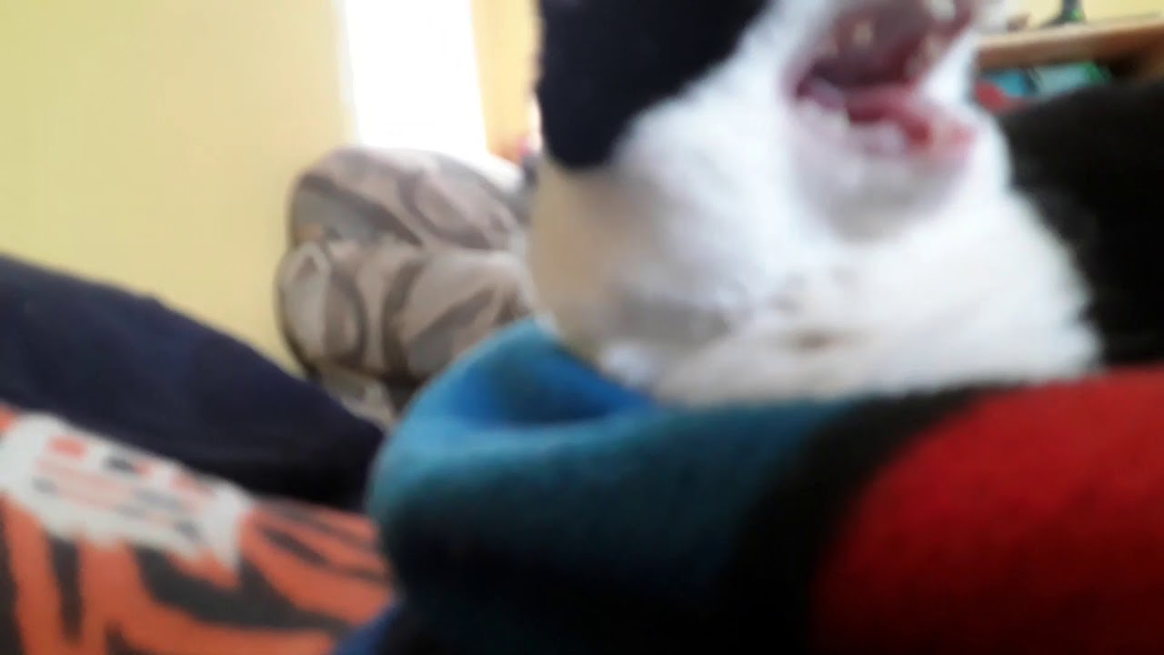 Meow to the right - YouTube