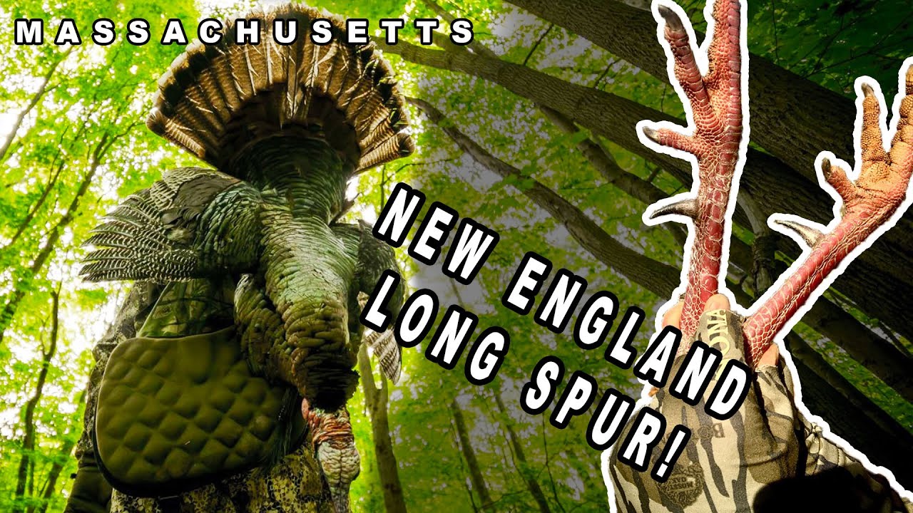 HUNTING A LONG SPUR TURKEY | Hunting Turkeys in Massachusetts - YouTube