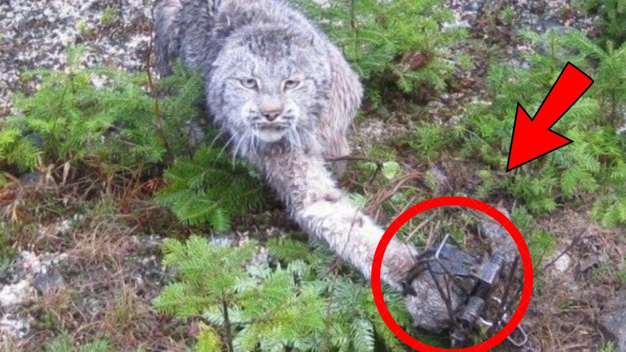 The Ranger Rescued a Trapped Lynx, Only to Discover an Incredible Twist ...