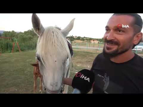 Kısır sanılan at, 10 yıl sonra ilk kez doğum yaptı