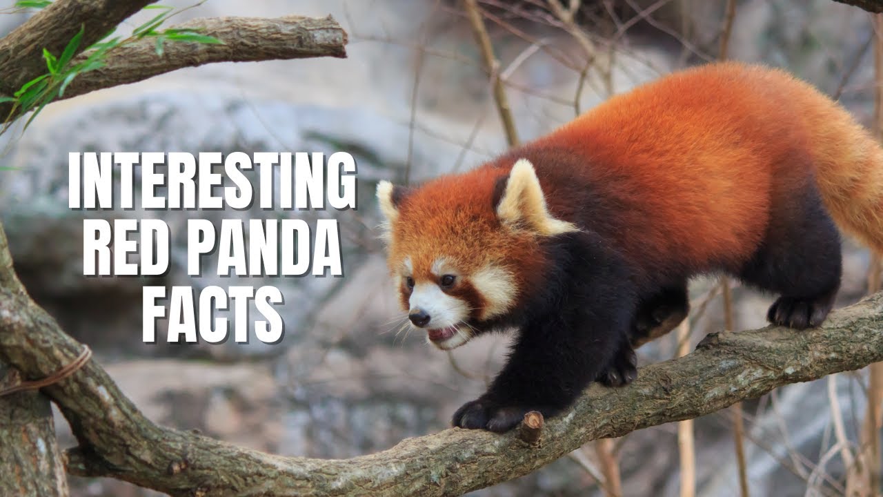 Interesting Red Panda Facts - Beyond the Cute Appearance - YouTube
