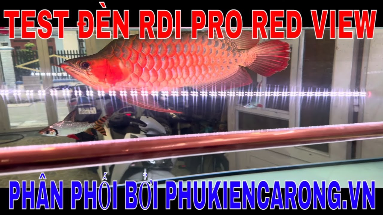 PHUKIENCARONG.N | TEST THỰC TẾ ĐÈN RDI PRO RED VIEW TRÊN HUYẾT LONG ...