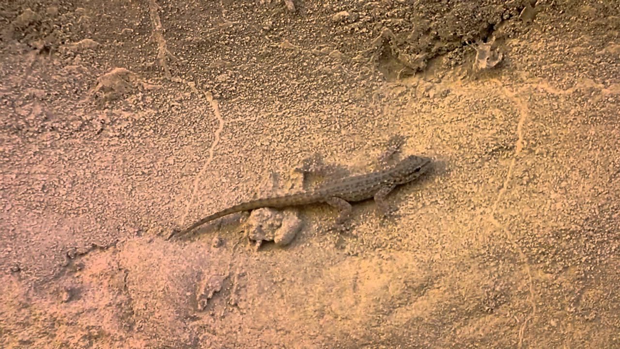 Rock semaphore gecko (Pristurus rupestris) - Al Ain Oasis - YouTube