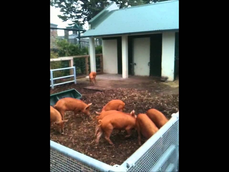 Would you rather be a pig.wmv - YouTube