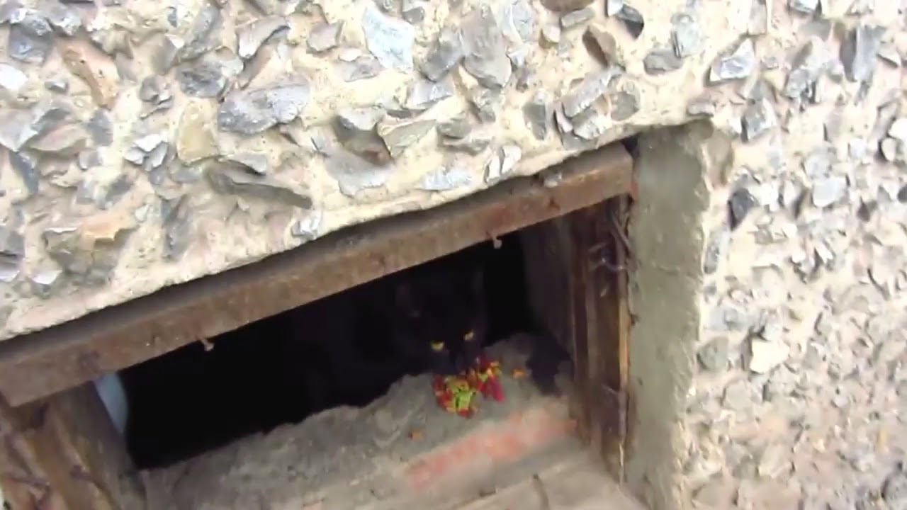 Scared cats jumping from basement3 - YouTube