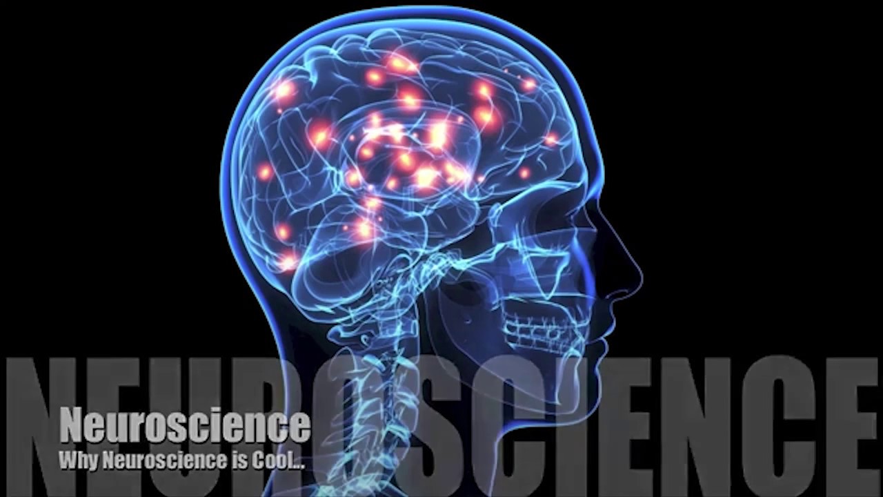 2017 Entry: Why I Think Neuroscience Is...™ Cool Steven Schlau ...