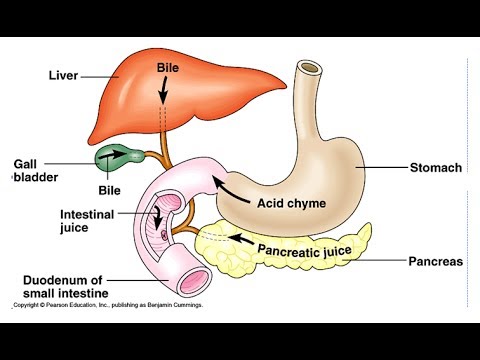 16.Digestion and absorption-succus entericus - YouTube