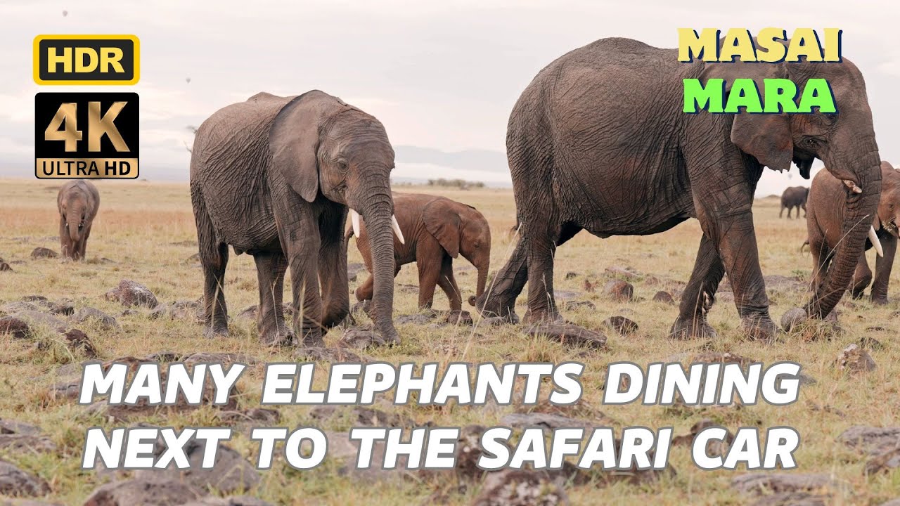 A family of elephants eats while lounging in the savanna right next to the safari car. 4K HDR ...
