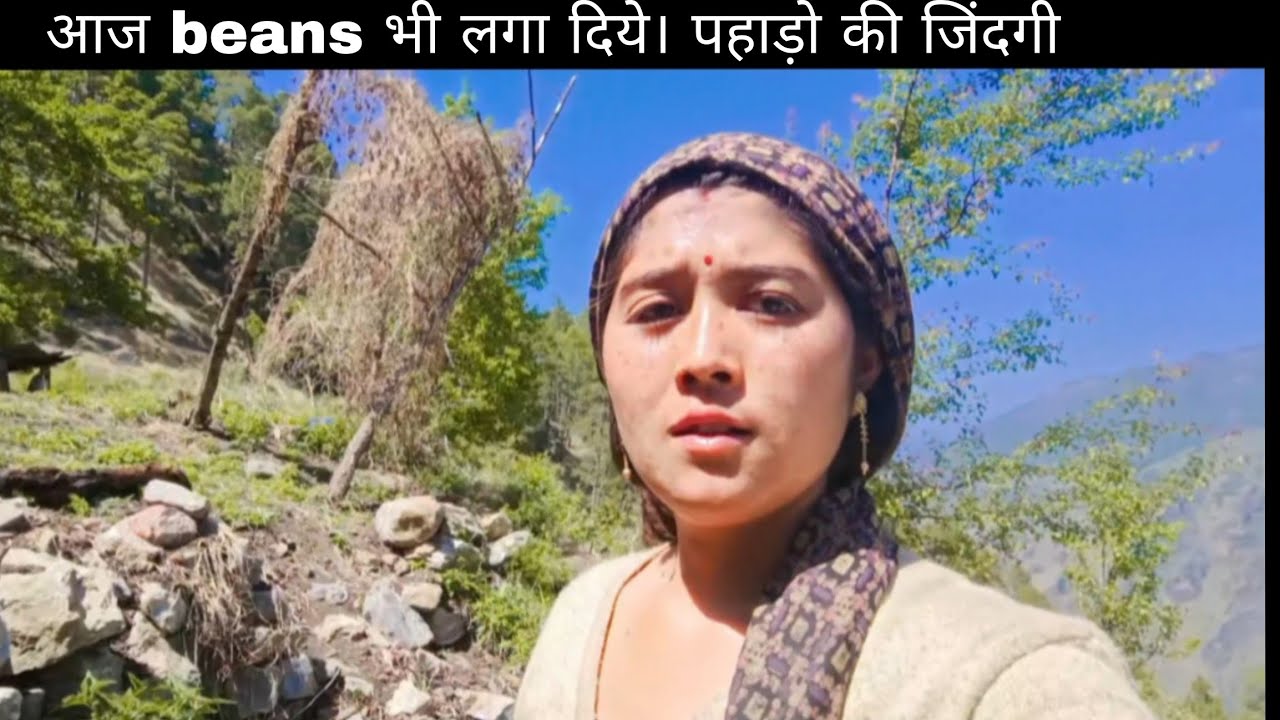 आज हमने खेतो मे beans भी लगा diye//dailyvlog//pahadi life//Mr mrs dhami ...