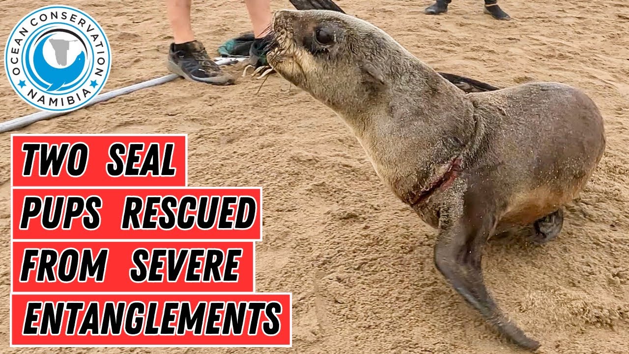 Two Baby Seals Rescued From Severe Entanglements - YouTube