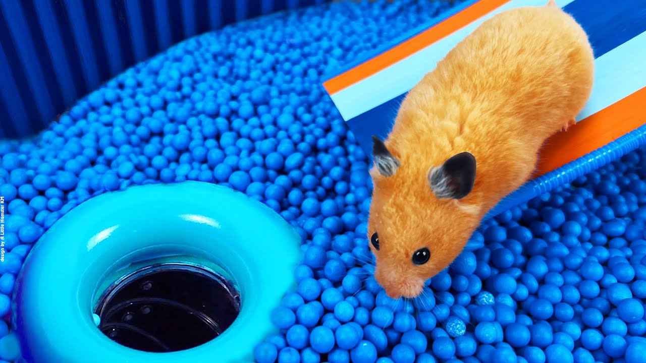 Hamster Ball Pool Maze -The Best Hamster Challenges - YouTube