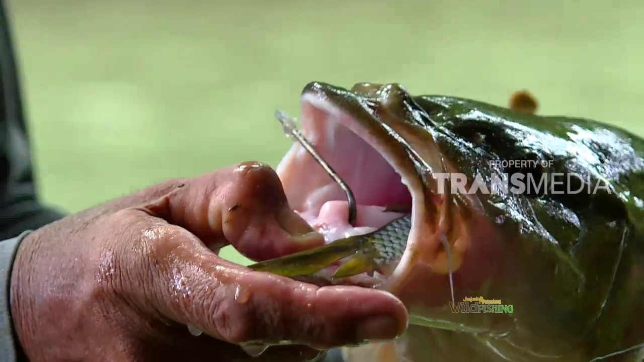 TARIKAN KUAT IKAN RAJA | JEJAK PETUALANG (18/10/17) 3-3 - YouTube