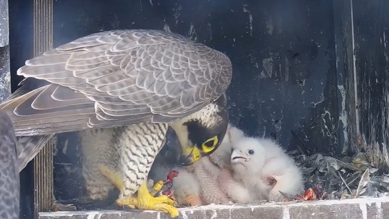 p02- Review parent bird and baby birds life in their nest, bird nest ...
