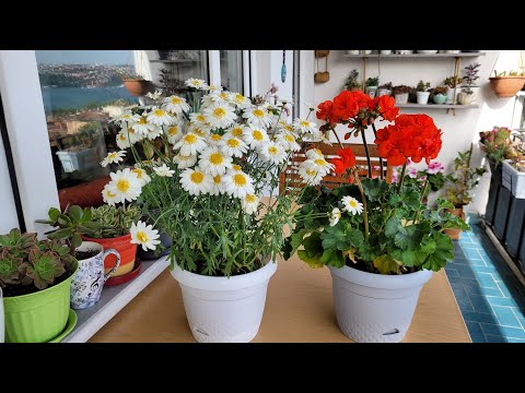 Yeni Aldığım Sardunya/Çeşme Papatyası ve diğer Sardunyalarım