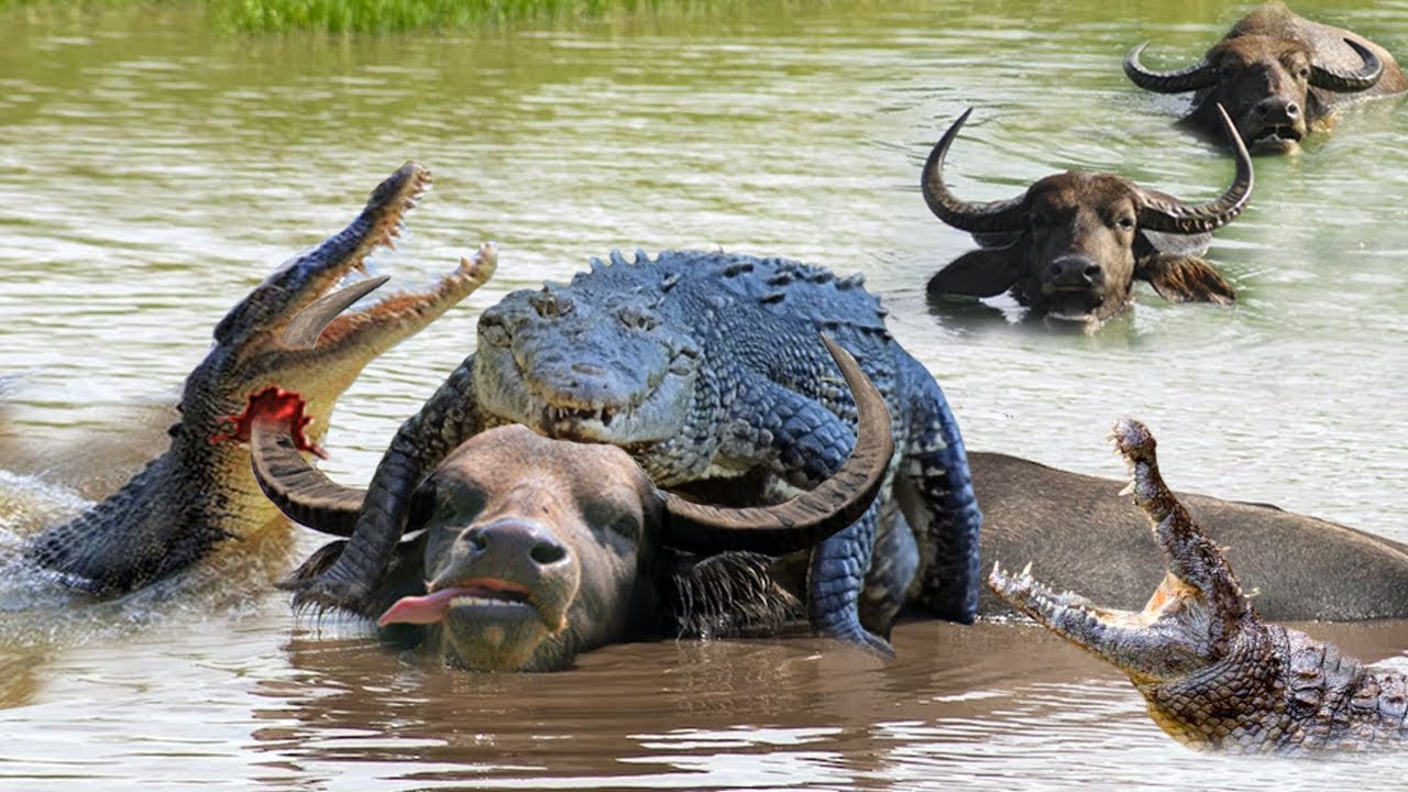 Unbelievable! Brave Buffalo Takes Down Crocodile Gang With Sharp Horns ...