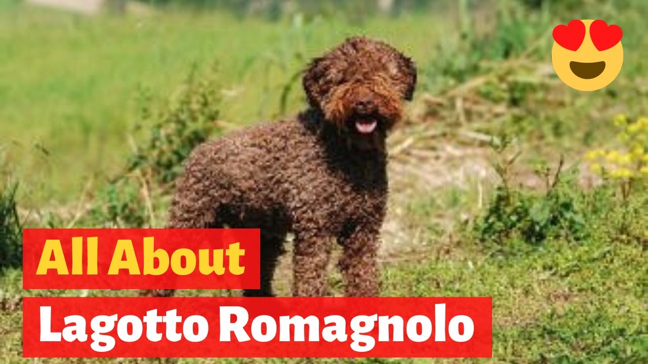 Everything about Lagotto Romagnolo Dog Breed - Health, Behavior, Size ...