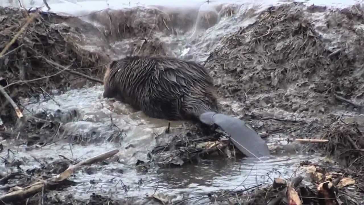 CATCHING BEAVER - IT TAKES SKILL TO CATCH-EM BY THE TAIL - YouTube