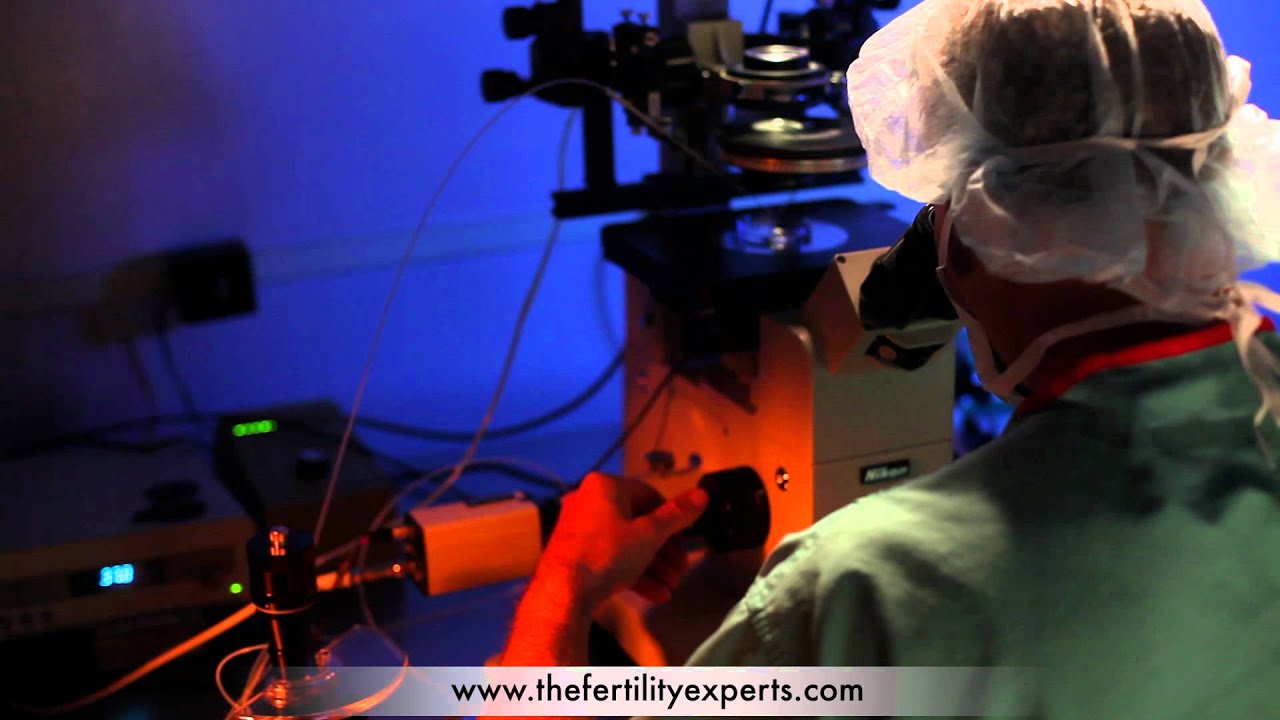 ICSI Procedure - IVF (Intracytoplasmic Sperm Injection) - YouTube
