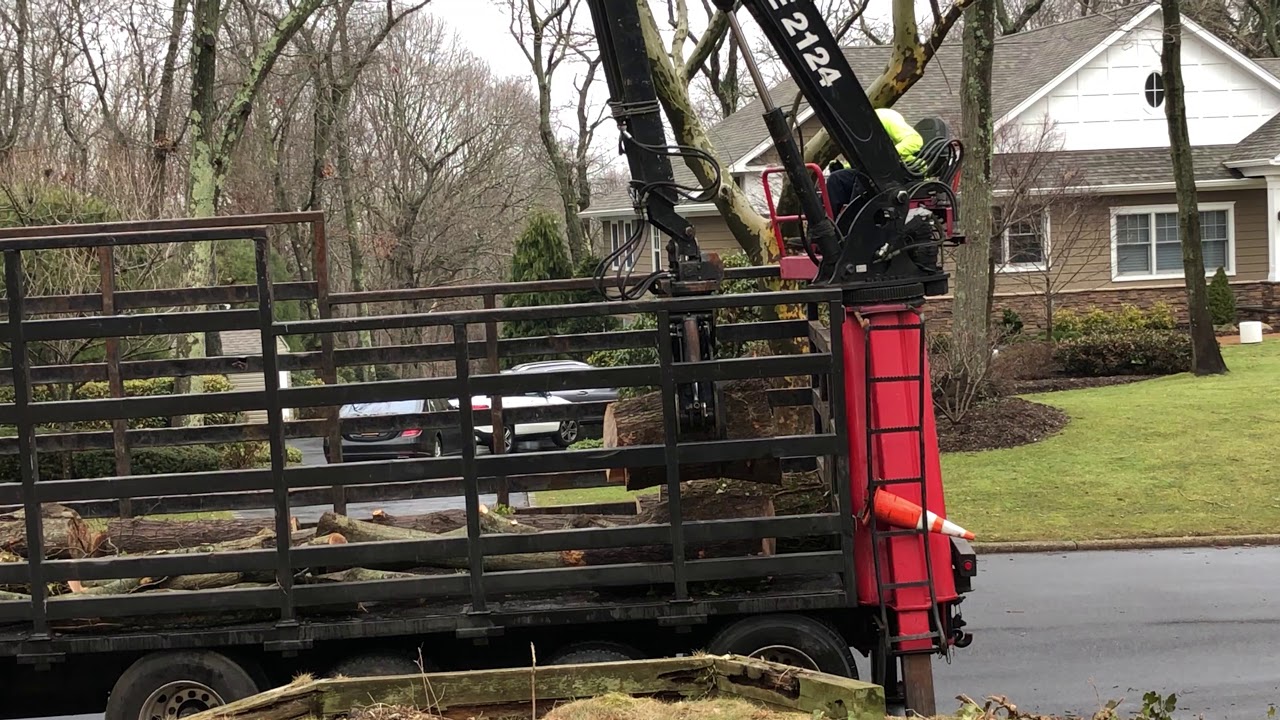 Tree Removal &. Truck - YouTube