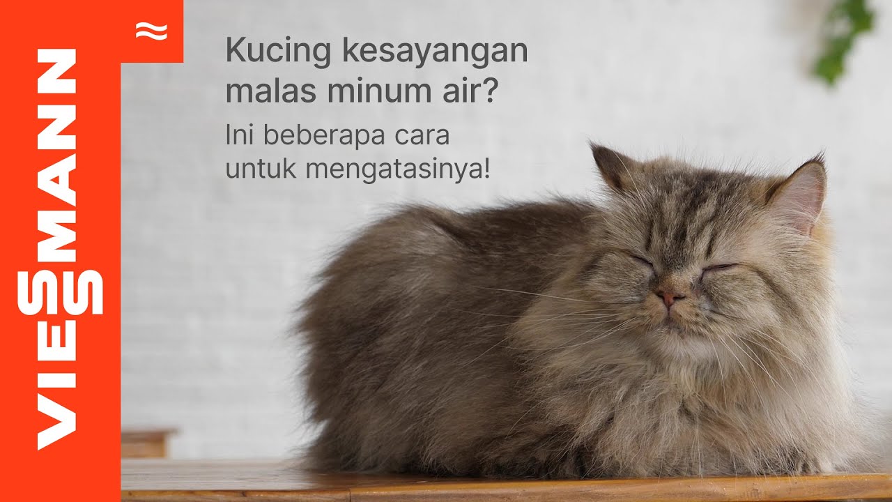 KUCING MALAS MINUM AIR? INI SOLUSINYA! - YouTube