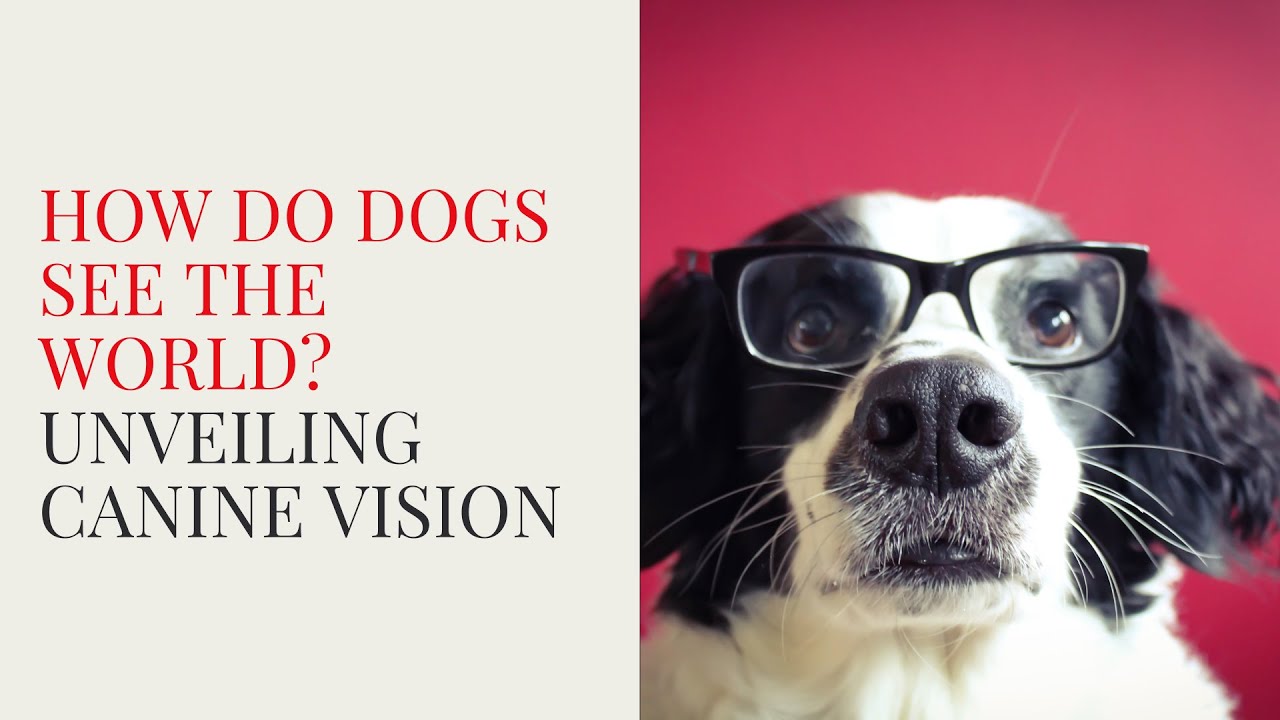 How Do Dogs See the World? Unveiling Canine Vision #dogfacts - YouTube