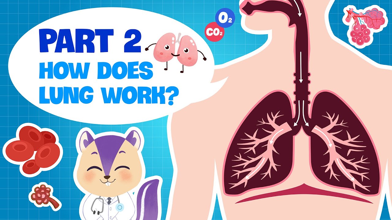 Biology Secret Of Our Respiratory System PART 2 How Do The Lungs Biology Secret Of Our Respiratory System PART 2 How Do The Lungs