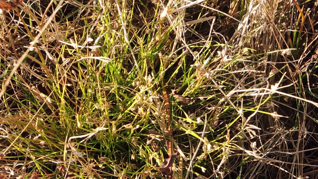 Isolepis setacea 201025 - YouTube
