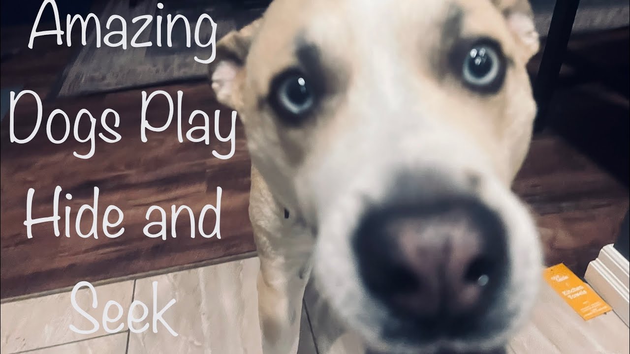 You won’t believe how these dogs play hide and seek - YouTube
