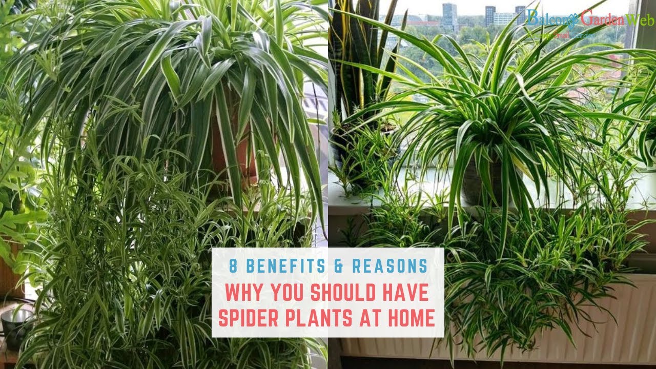 8 BENEFITS & REASONS WHY YOU SHOULD HAVE SPIDER PLANTS AT HOME - YouTube