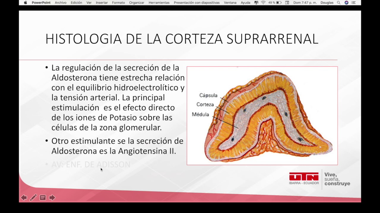Histología De Las Capas De La Glándula Suprarrenal Tejidos Animales.