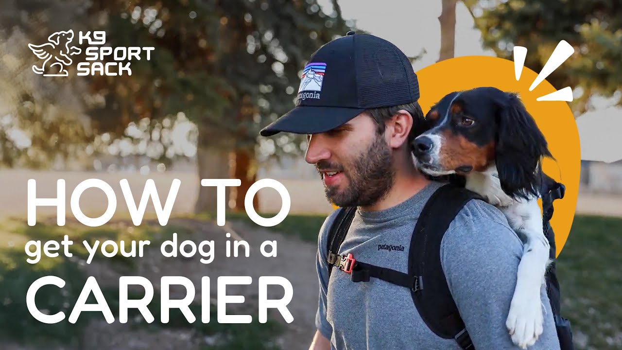 How To Get Your Dog In A Backpack Carrier - YouTube