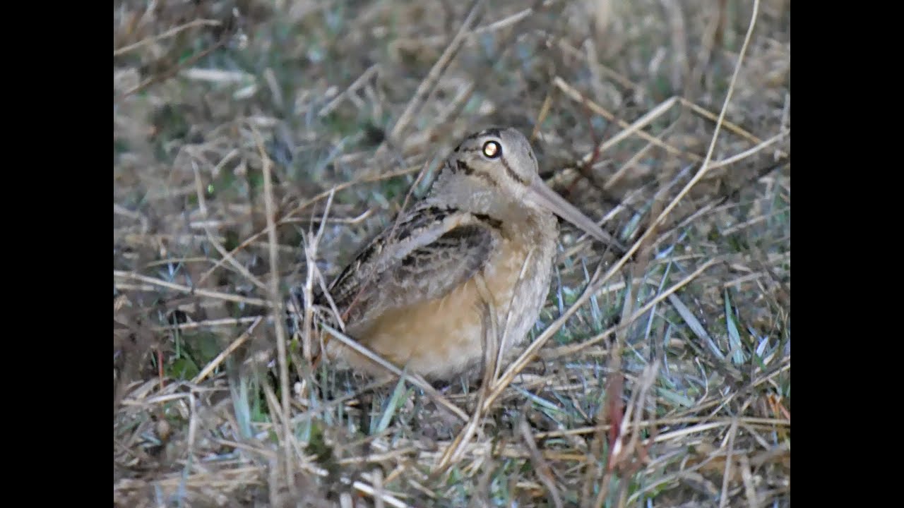 American Woodcock mating ritual - YouTube