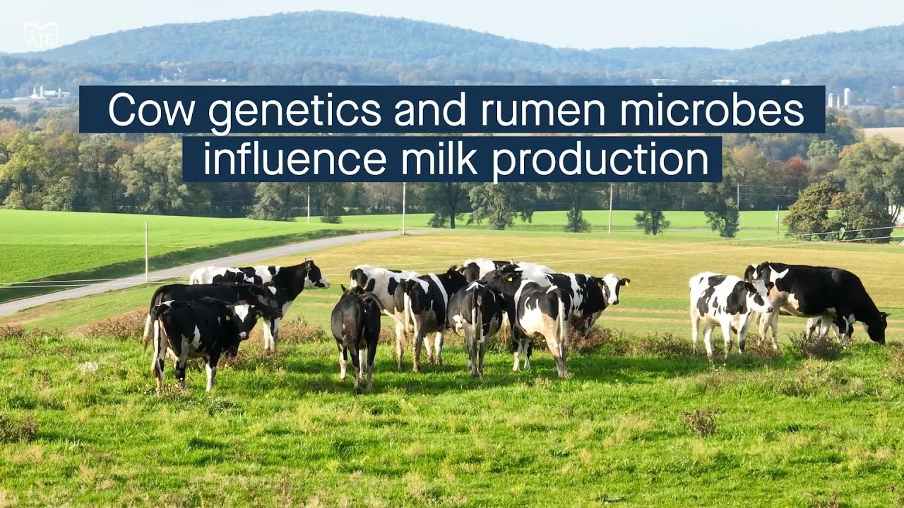 Interplay between rumen microbes and host genetics regulates milk ...