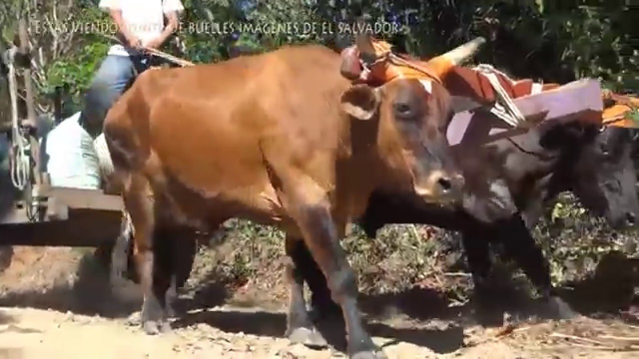 COMO SE MANEJA UNA YUNTA DE BUEYES CARRETA EL SALVADOR C.A. - YouTube