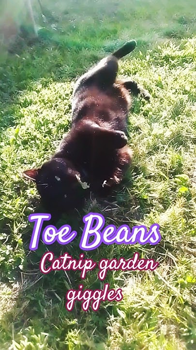 Catnip garden giggles. #cat #newzealandcat #shorts - YouTube