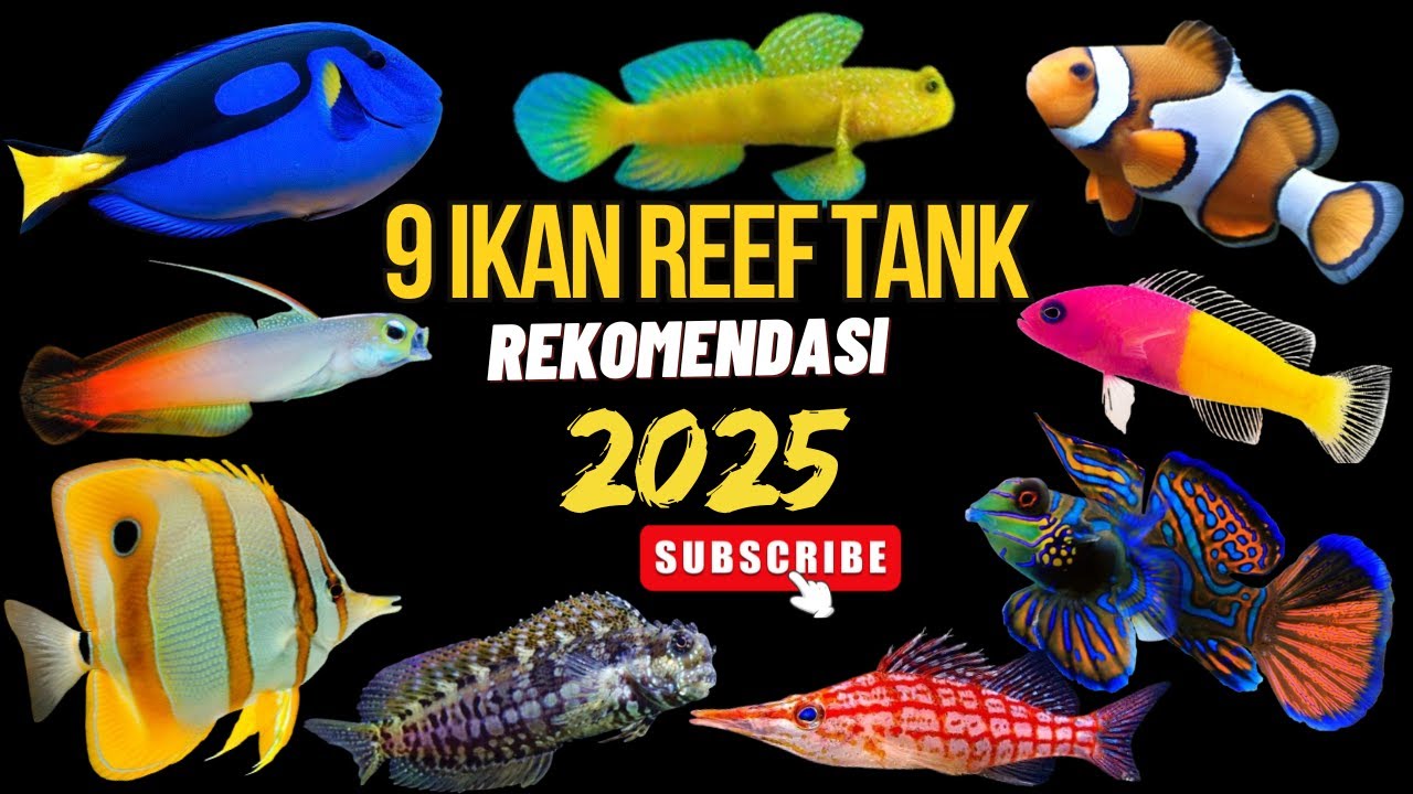 9 Ikan Reef Tank Yang Wajib Dipelihara Tahun 2025 | Rekomendasi Ikan ...