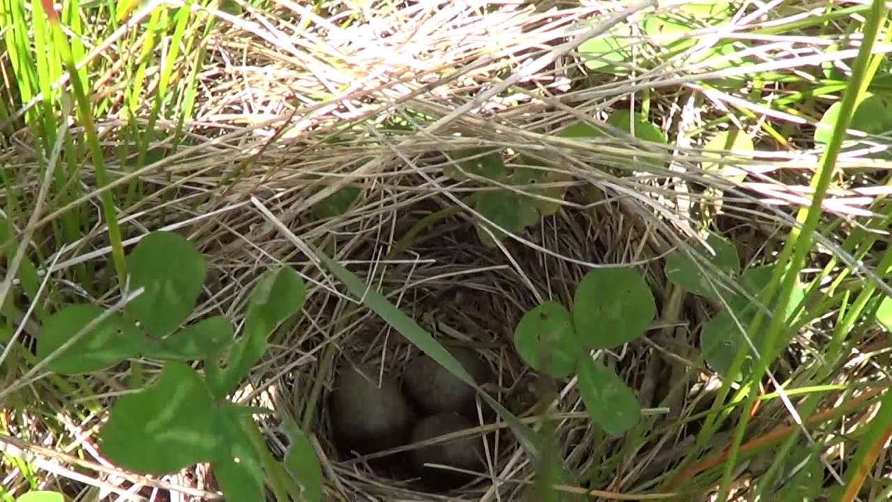skylark nest and eggs - YouTube