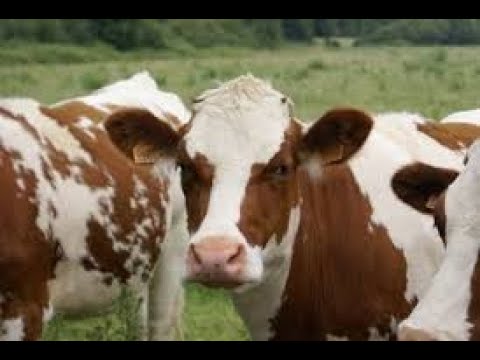 ASMR Mistress Puts You Into Cow Space (F4A) #PetPlay #CowPlay #RolePlay ...