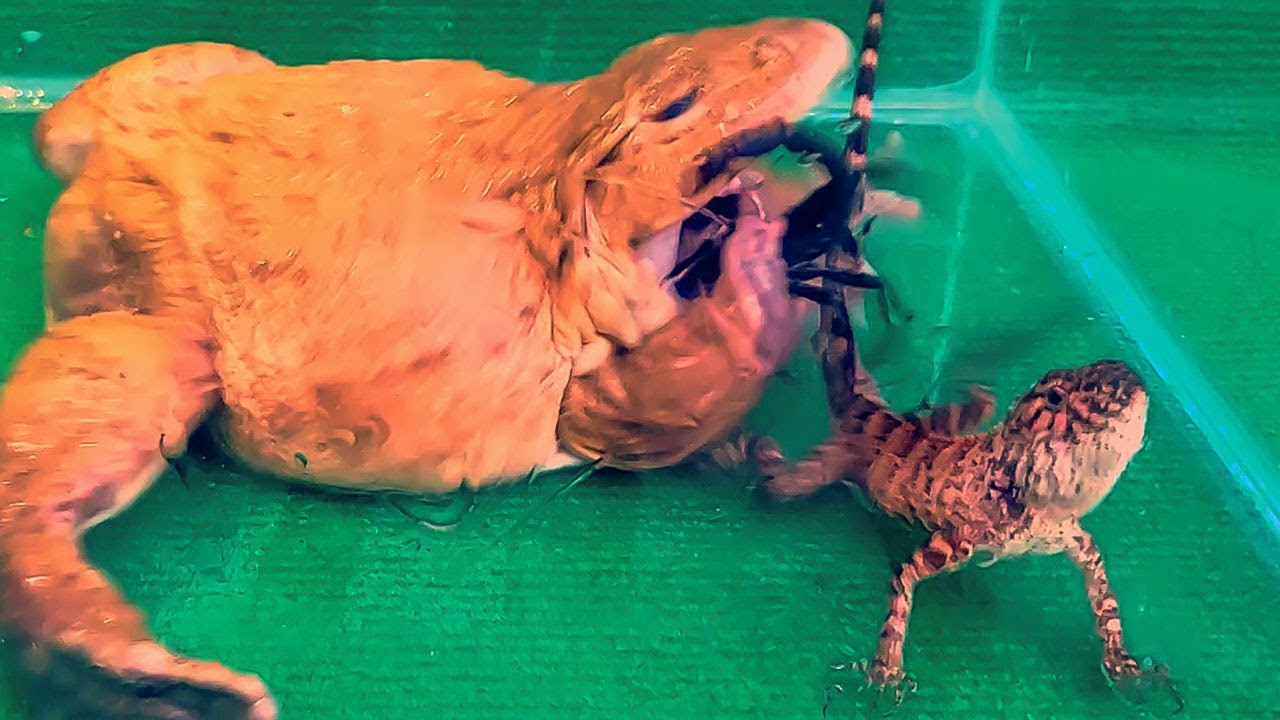 Asian Bullfrog Eats Big Scorpion And Tree Lizard! Asian Bullfrog Live ...
