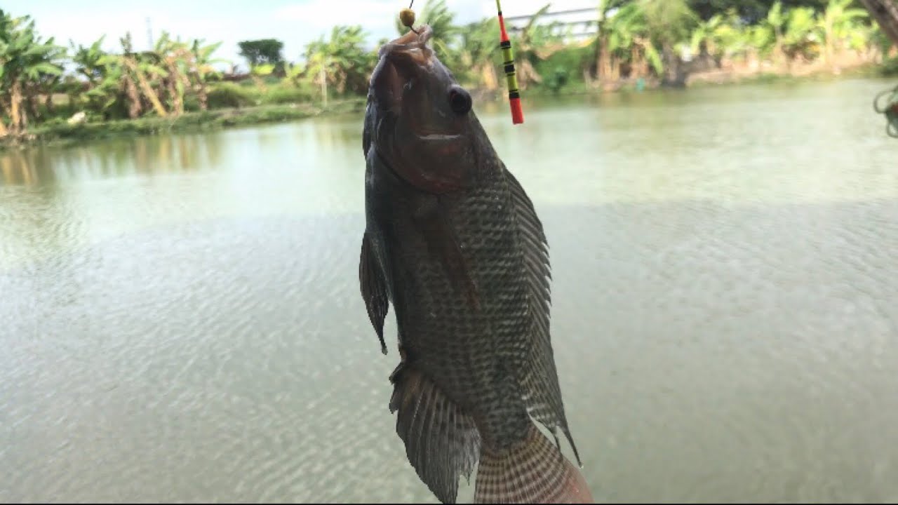 Mancing nila lubang || mancing gopak || mancing babon nila || spot ...