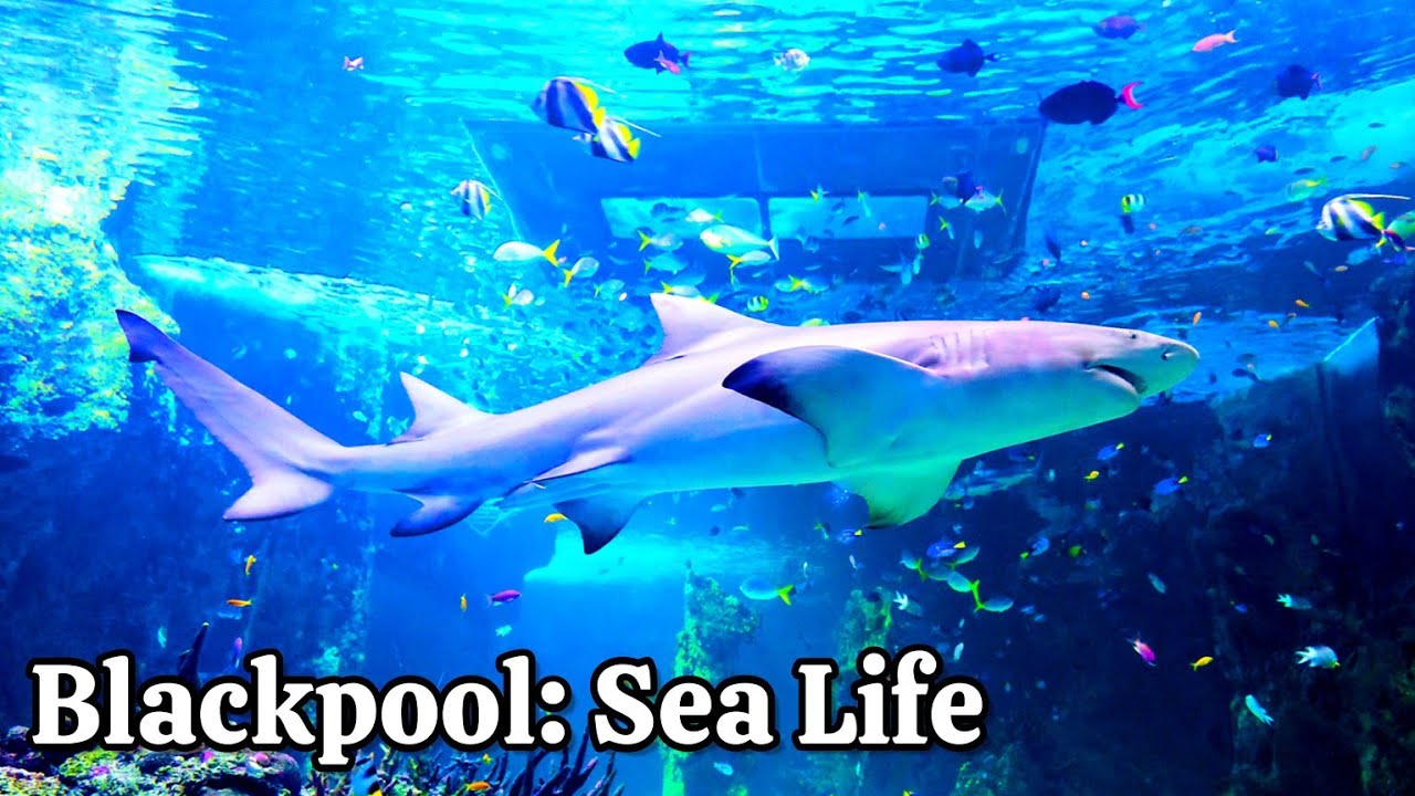 Sea Life - Blackpool Aquarium 2024 - Our Little Visit 🐠 - YouTube
