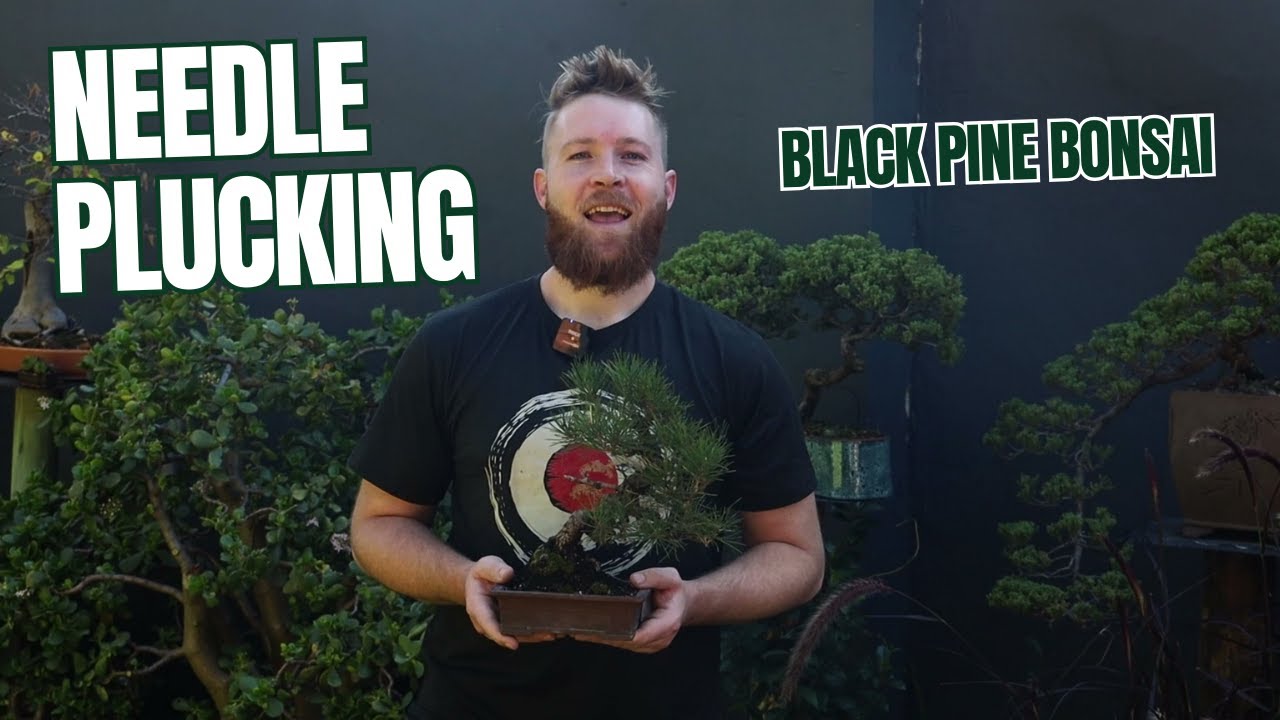 Needle Plucking on a Japanese Black Pine | Bonsai Seasonal Care - YouTube