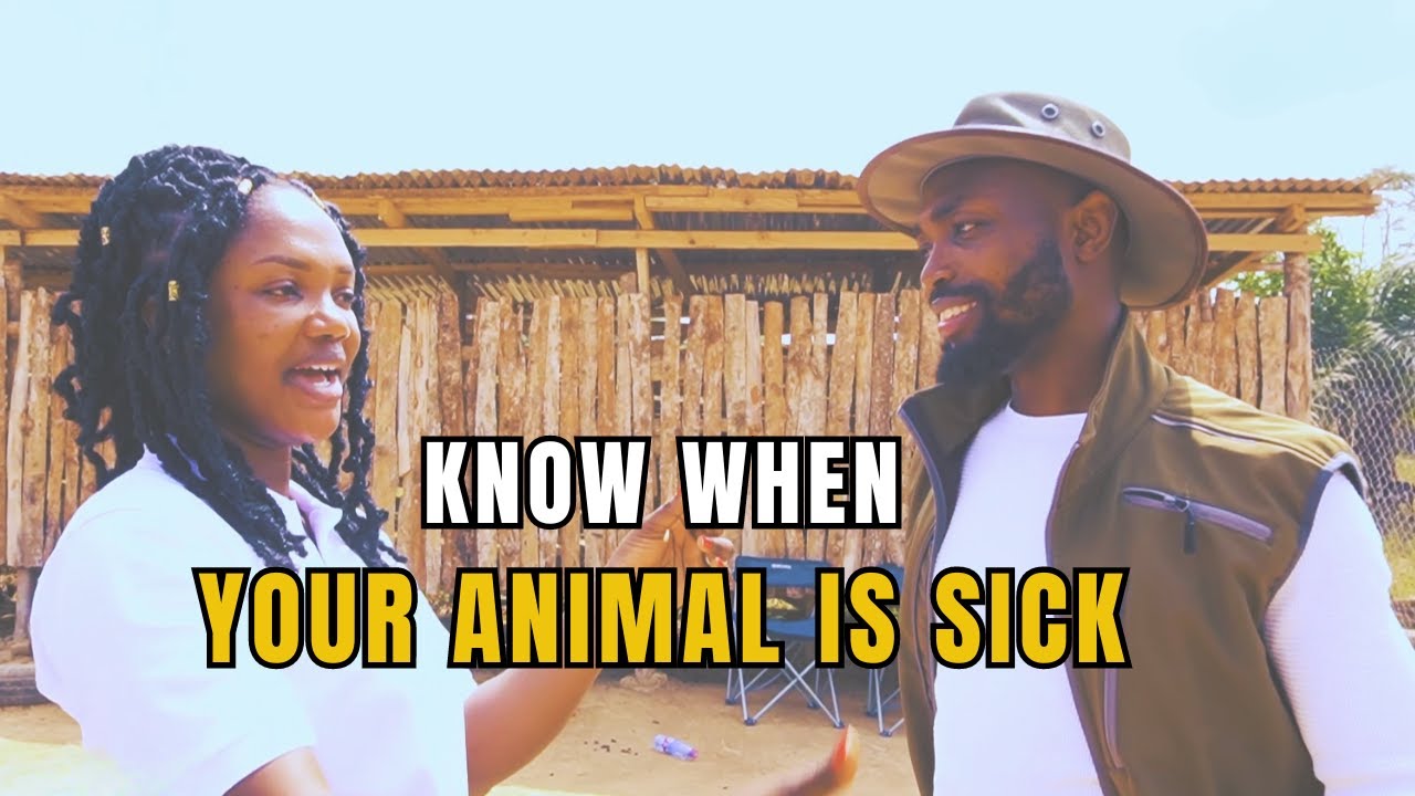 HOW TO IDENTIFY A SICK ANIMAL AT YOUR LIVESTOCK FARM| Farming In Africa ...