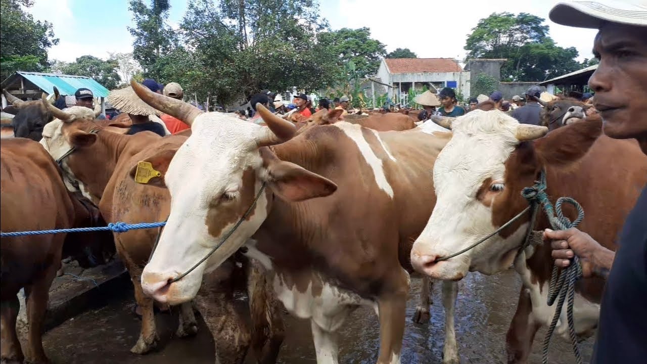 16 jt Suasana Pasar sapi pagi ini, MBLUDAK SAPI MURAH - YouTube