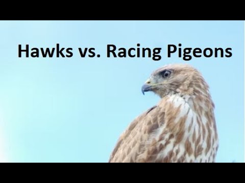 Hawks vs. Racing Pigeons. Tips that give our pigeons an advantage - YouTube