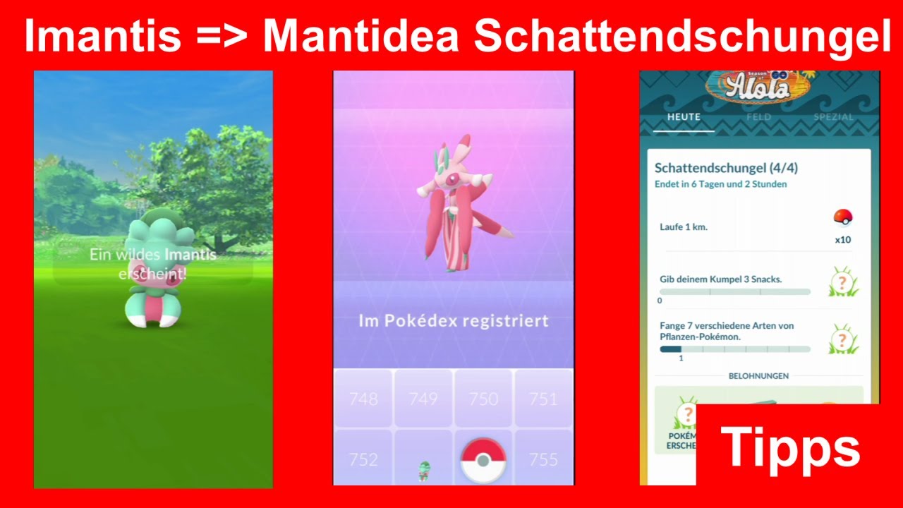 Schattendschungel Forschung: Imantis Entwicklung zu Mantidea, alle ...