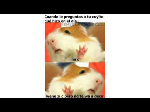 memes de cuyos :3 - YouTube
